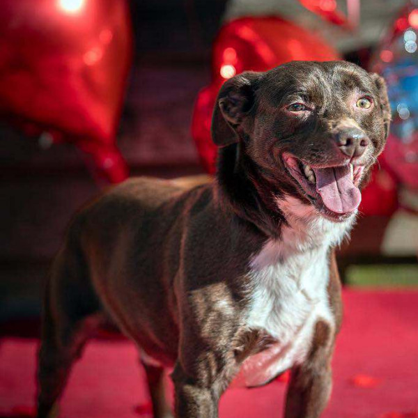 Chiens | Le Nouveau Refuge — SPA des Hautes Pyrénées